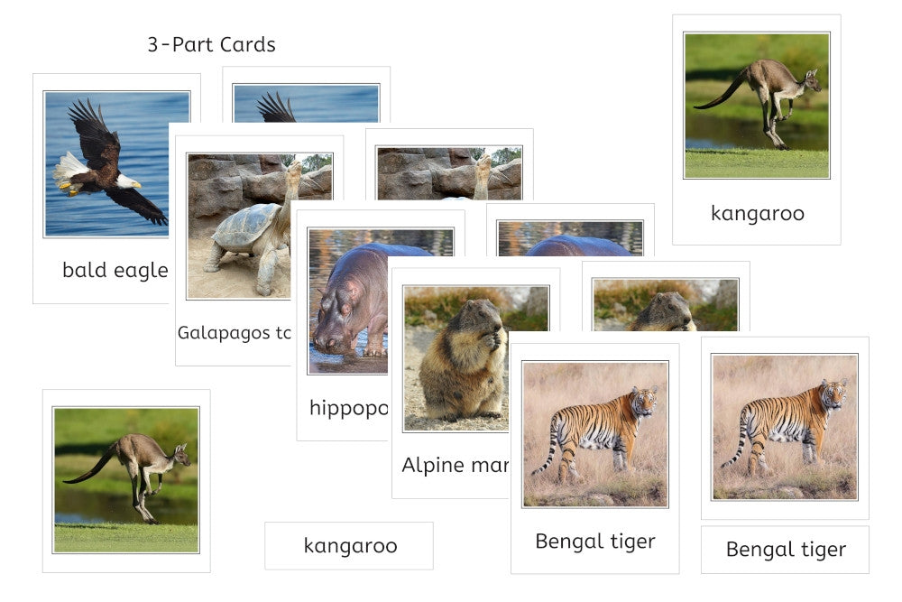 Zoology 3-Part Cards (PDF) - IFIT Montessori