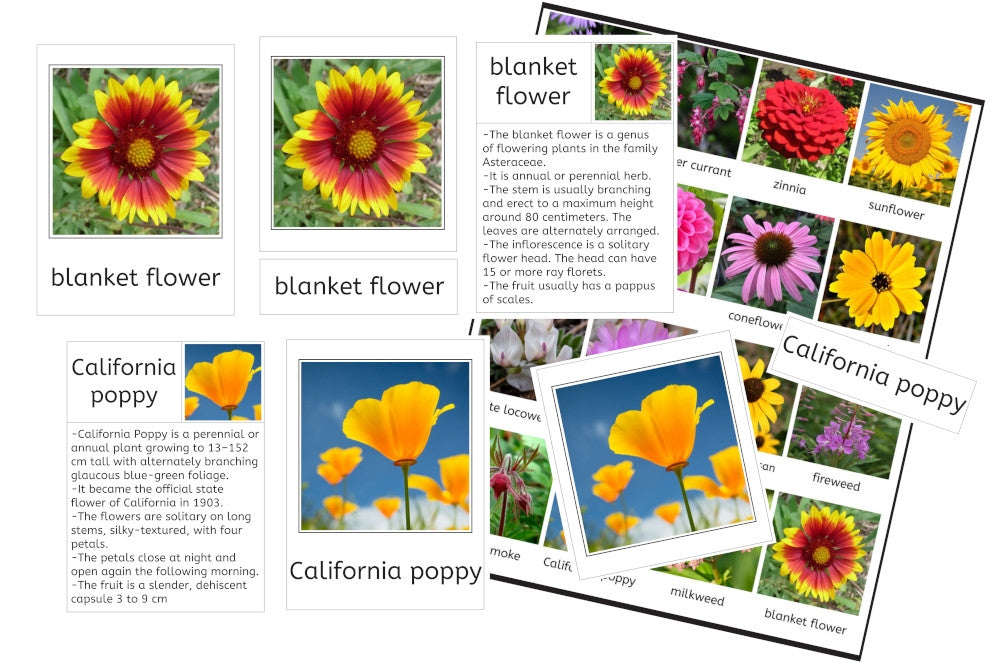 4-Part Cards - IFIT Montessori