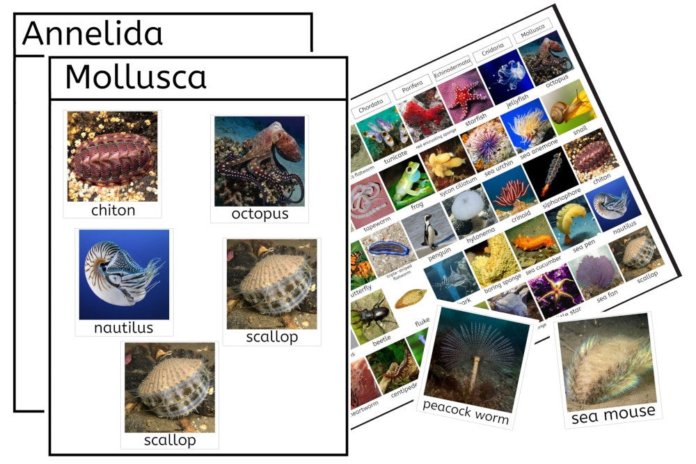 Botany & Zoology PDF - IFIT Montessori